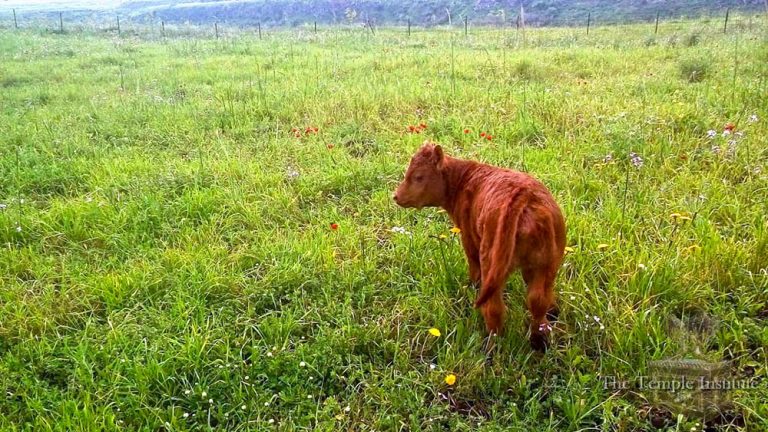 Red Heifer Symbolic Levels Of Interpretation - Temple Institute