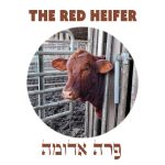 Para Aduma - the Red Heifer - Temple Institute