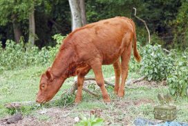 Para Aduma - the Red Heifer - Temple Institute